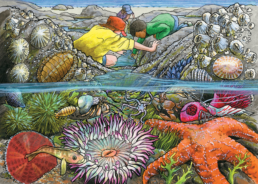 Exploring the Seashore (tray) 35 piece | 58805 | Cobble Hill Puzzles ...